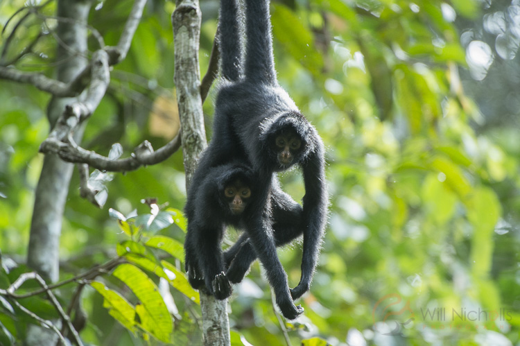 6 Tips for Conveying Character and Personality in Wildlife Photography ...