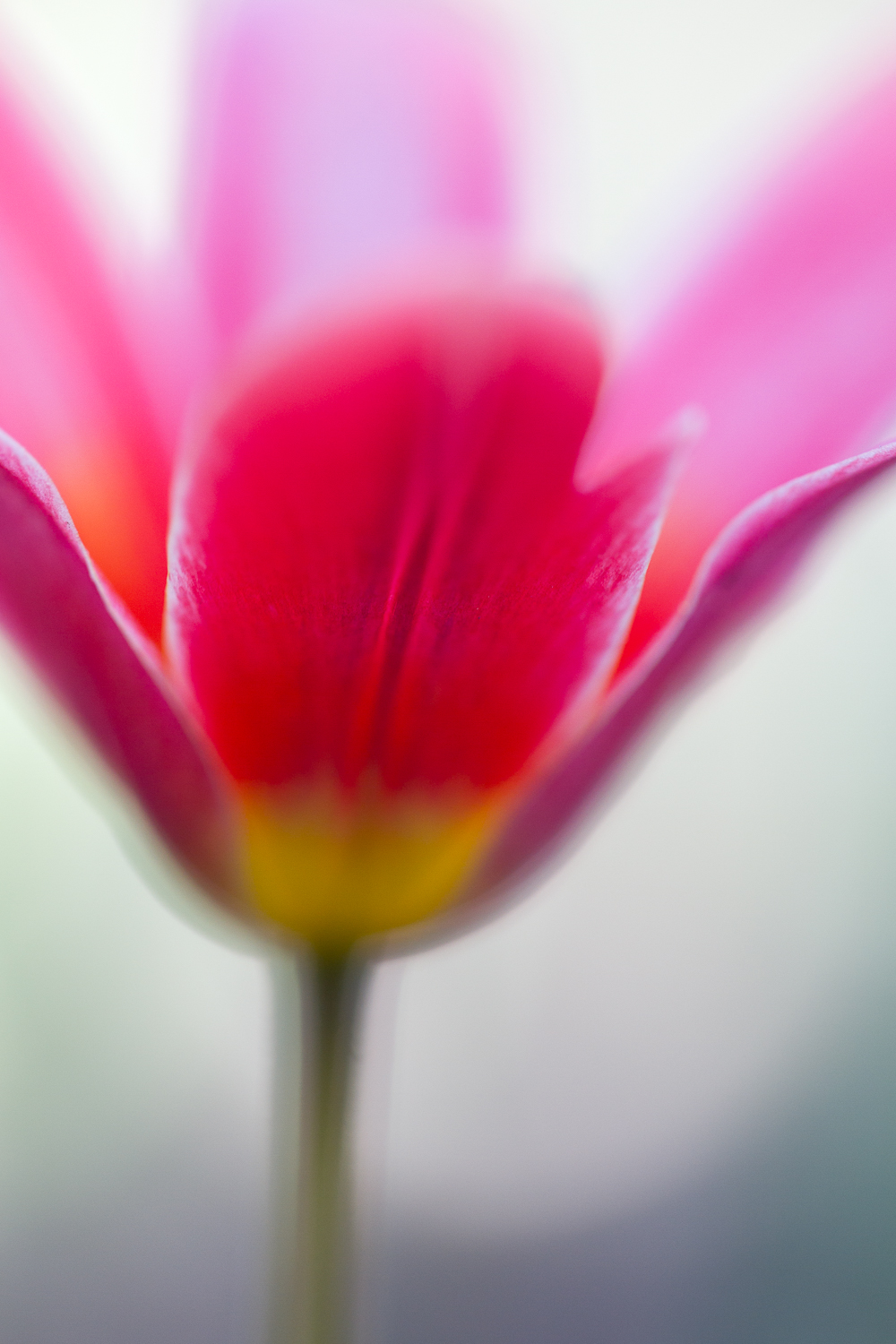 5 Essential Macro Photography Rules (and When to Break Them) – MJW Photos